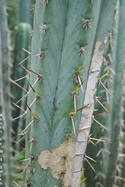 Kaktusz Leégés Kezelésére: Hogyan Lehet Menteni Egy Napbarnított ...